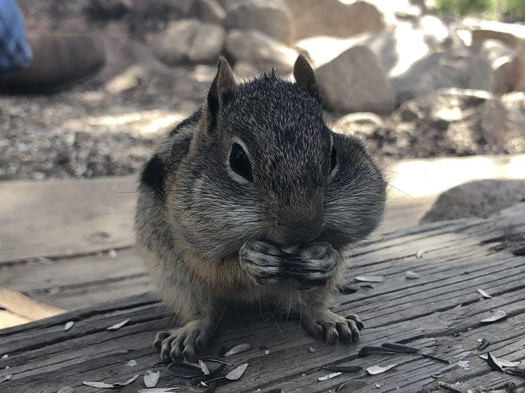 Experience The Friendly Chipmunks of St. Elmo | Heart of the Rockies Radio